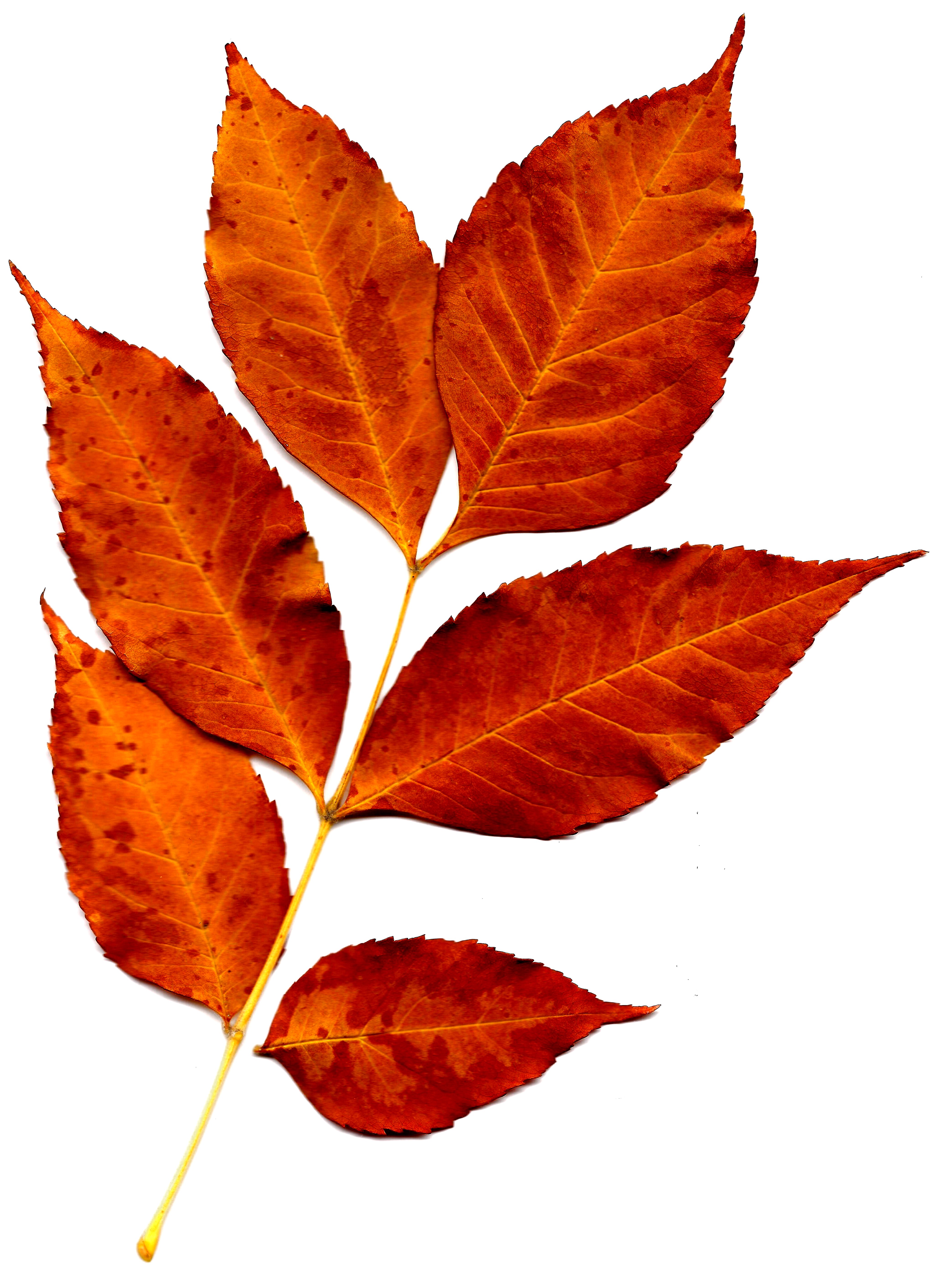 Sprig Of Orange Fall Leaves Picture Free Photograph Photos Public 