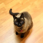 Siamese Cat – Photos Public Domain