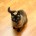 Siamese Cat – Photos Public Domain