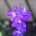 Purple Larkspur Flower – Photos Public Domain