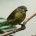 Yellow Violaceous Euphonia Bird – Photos Public Domain