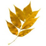 Leaves – Photos Public Domain