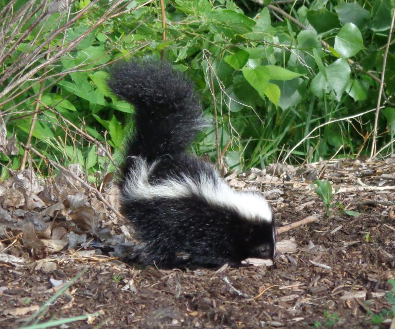 Skunk – Photos Public Domain