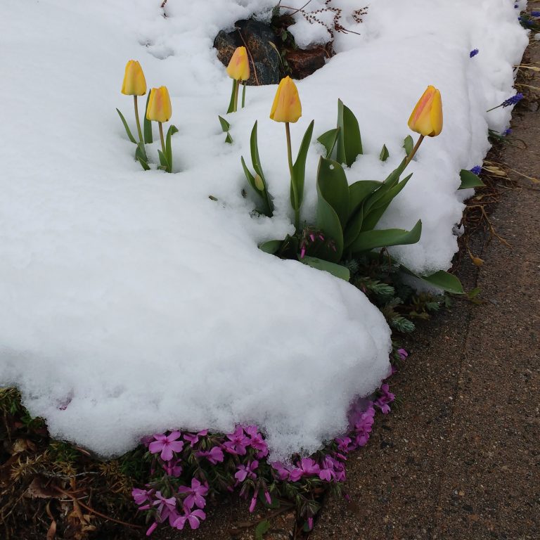 Spring Flowers Covered in Snow – Photos Public Domain