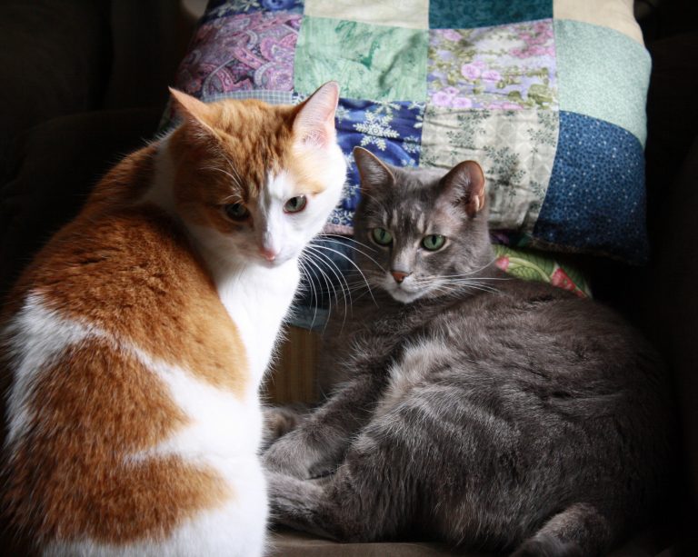 Cats – Photos Public Domain