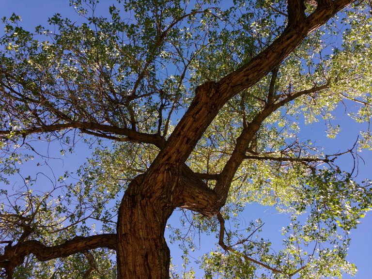 Tree from Below with Blue Sky – Photos Public Domain