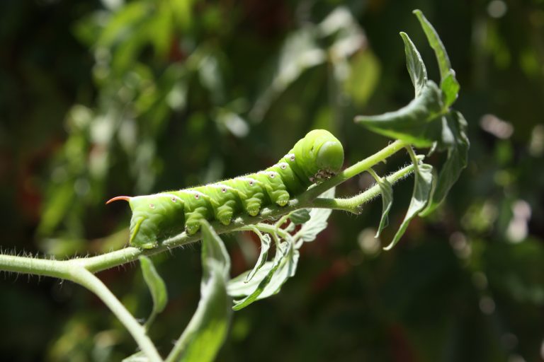 Tomato Horn Worm – Photos Public Domain