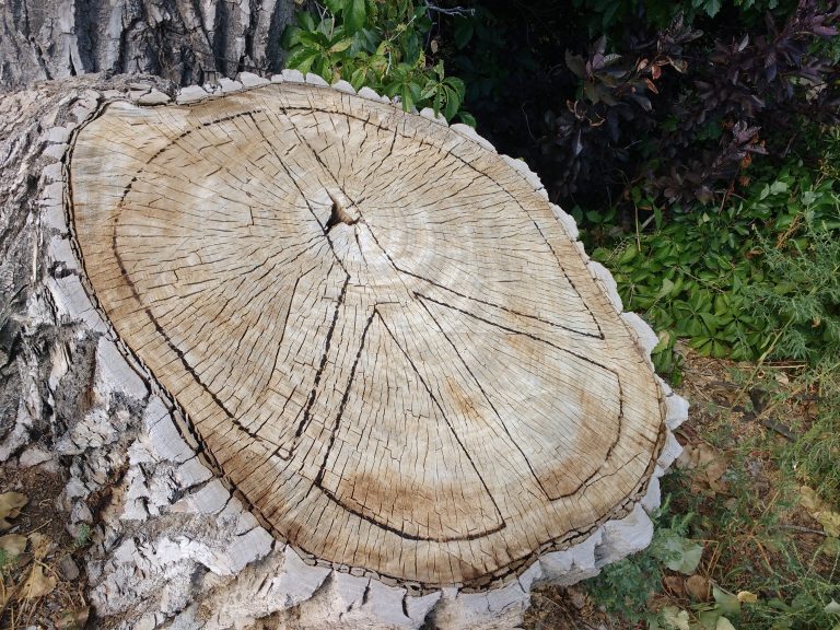 Peace Sign Carved in Tree Stump – Photos Public Domain