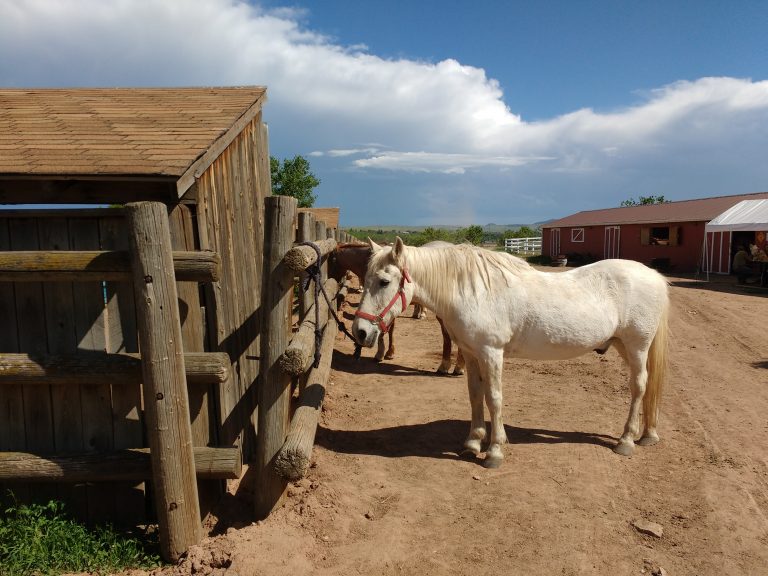 Horses at Stables Picture | Free Photograph | Photos Public Domain