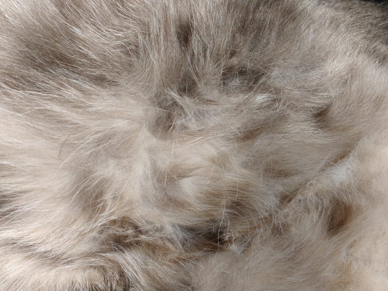 Cats – Photos Public Domain